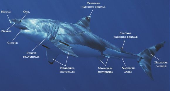 requin blanc